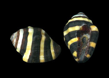 蛾螺总科 Buccinacea 蓝色动物学（中国动物学科普）